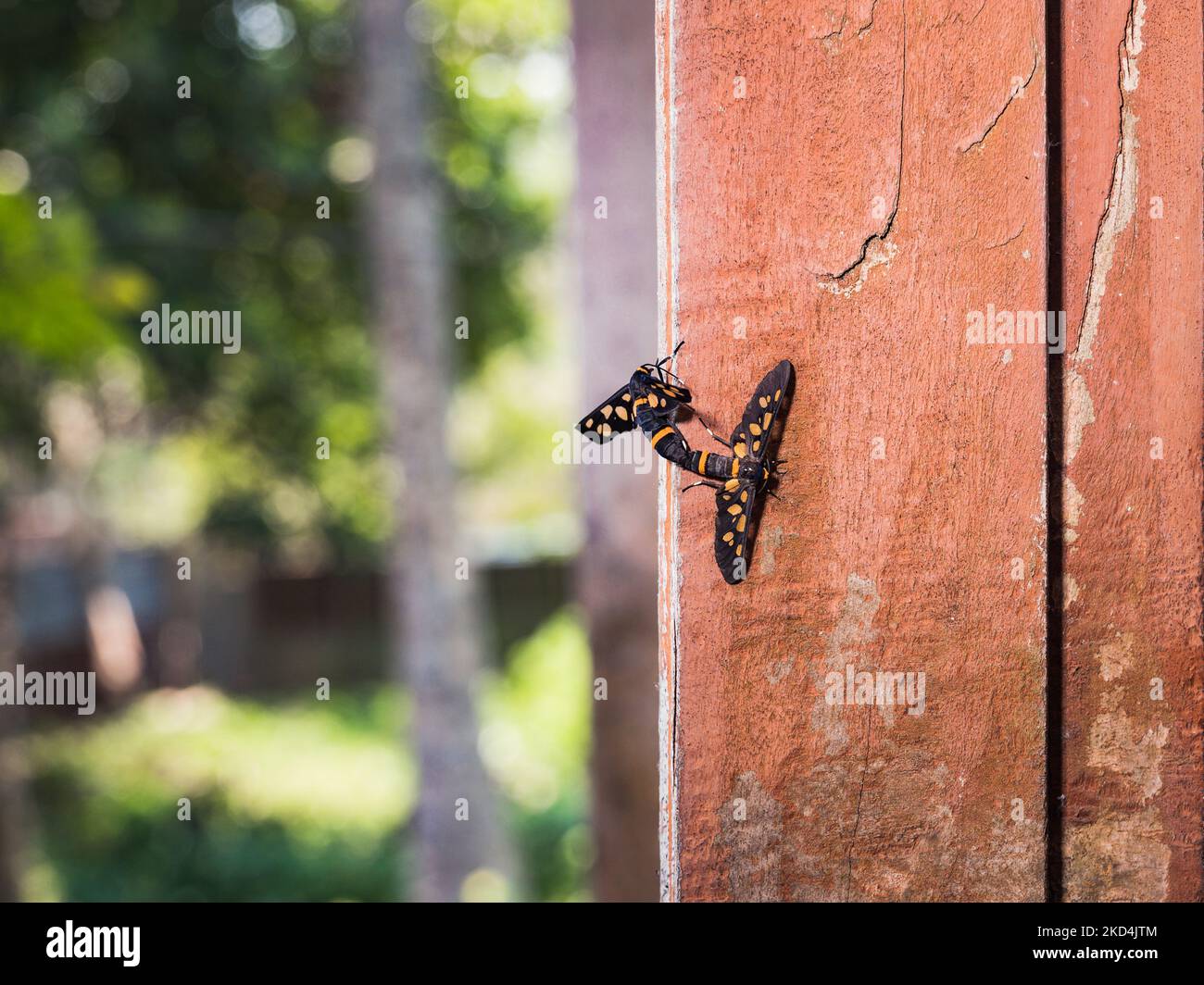 The Handmaiden moth (Amata cyssea) mating couple, are day-flying ...