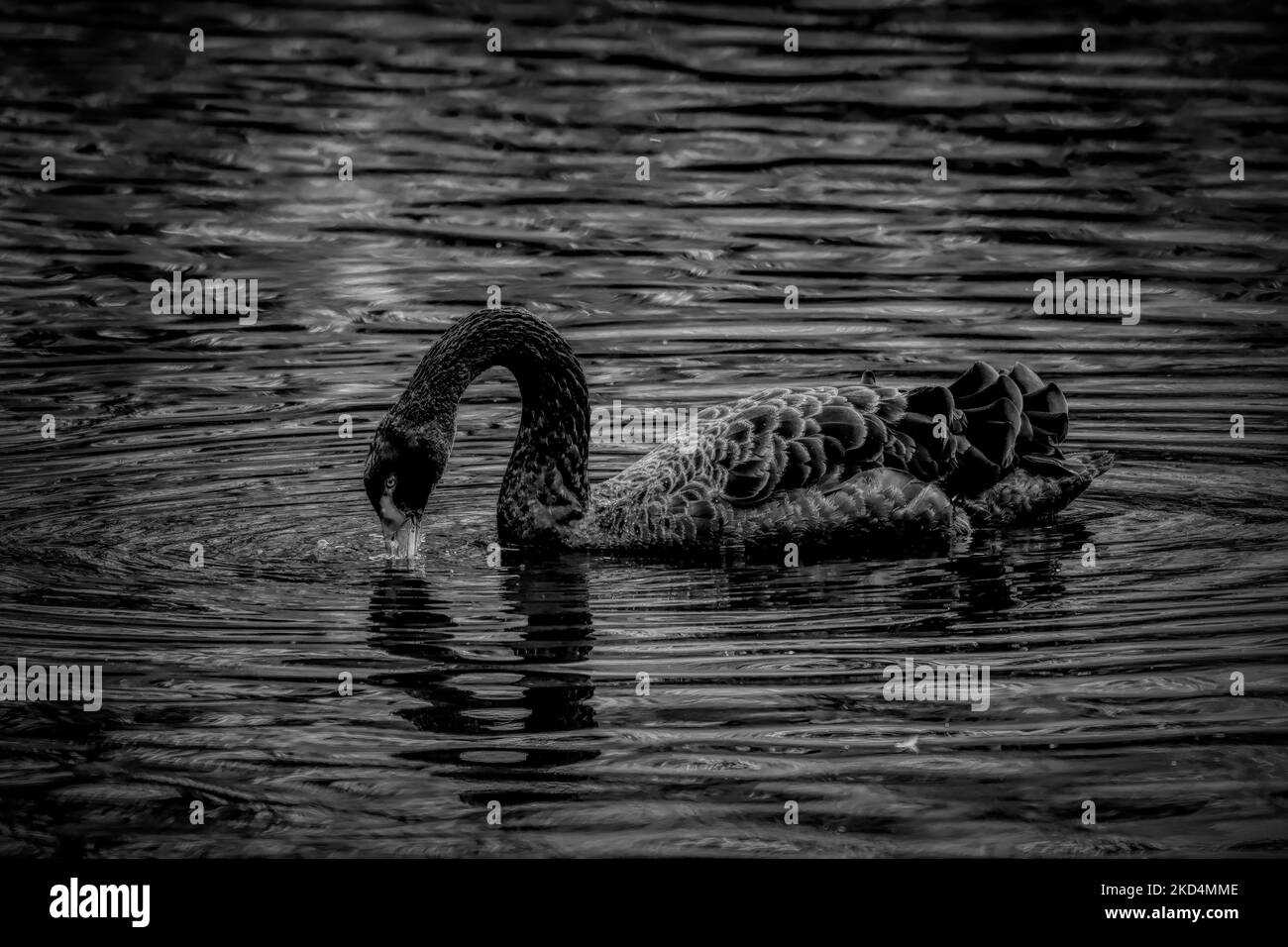 A grayscale closeup of an elegant black swan swimming in a lake Stock ...
