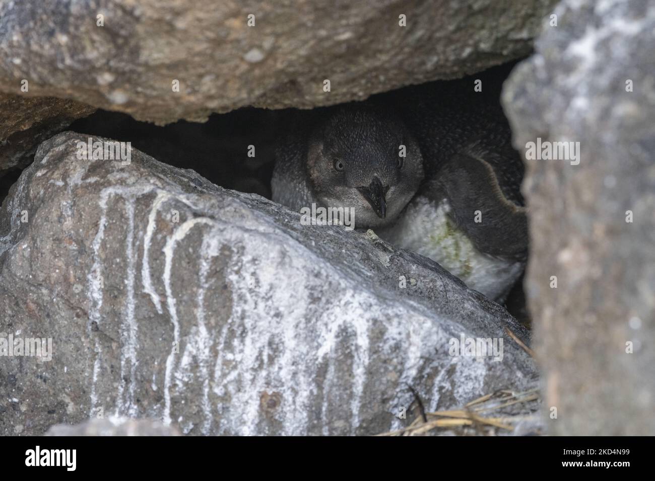 A little blue penguin rests in its nest in Allans Beach near Dunedin ...