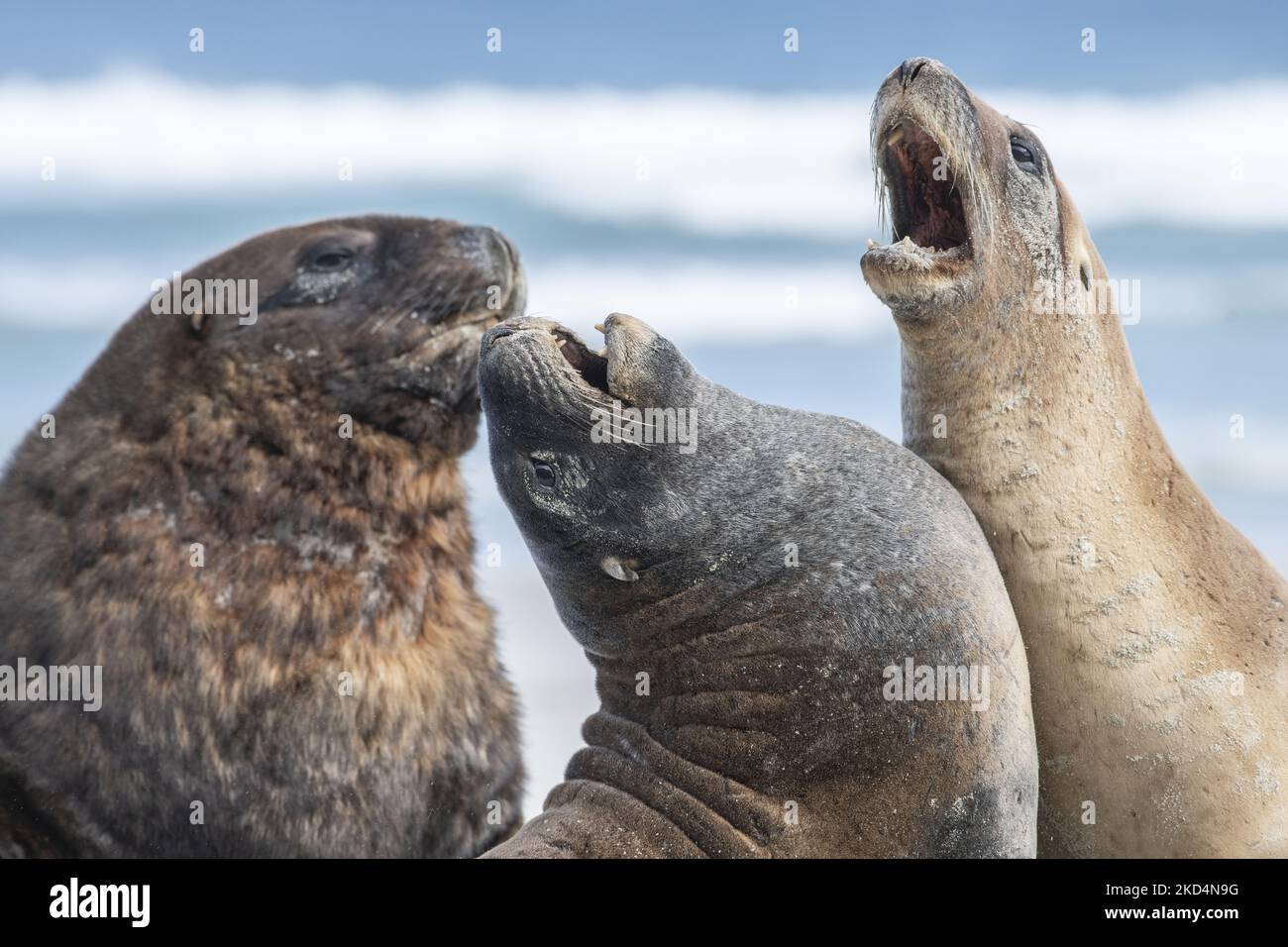 Rarest sea lion species hi-res stock photography and images - Alamy