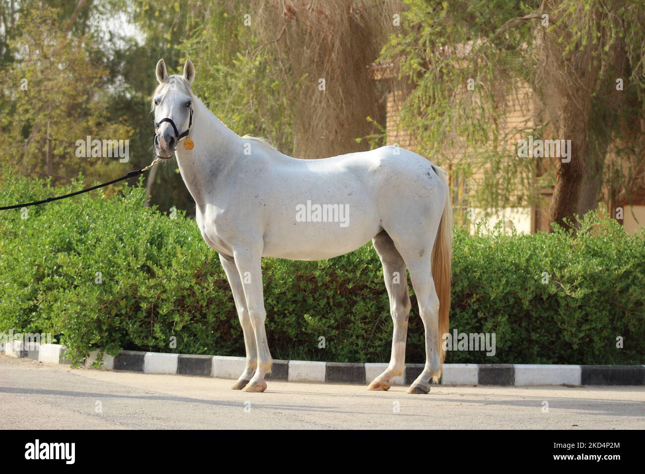 A beautiful arabian horse on the farm Stock Photo - Alamy