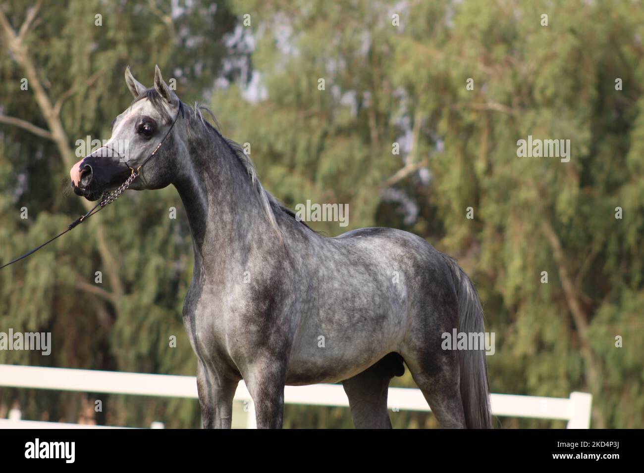 A beautiful arabian horse on the farm Stock Photo - Alamy