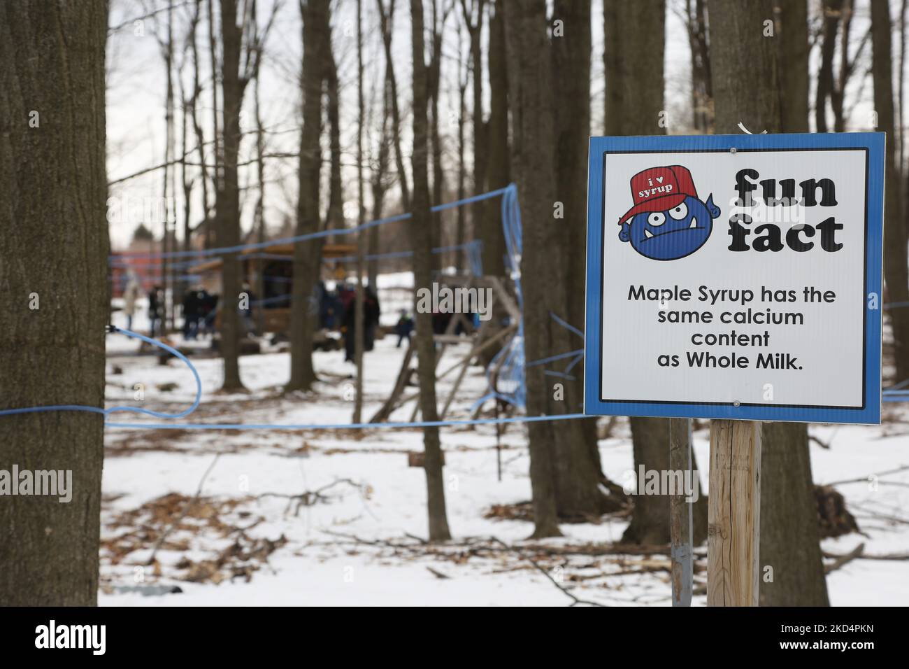Sign explaining some of the many interesting facts about maple syrup ...