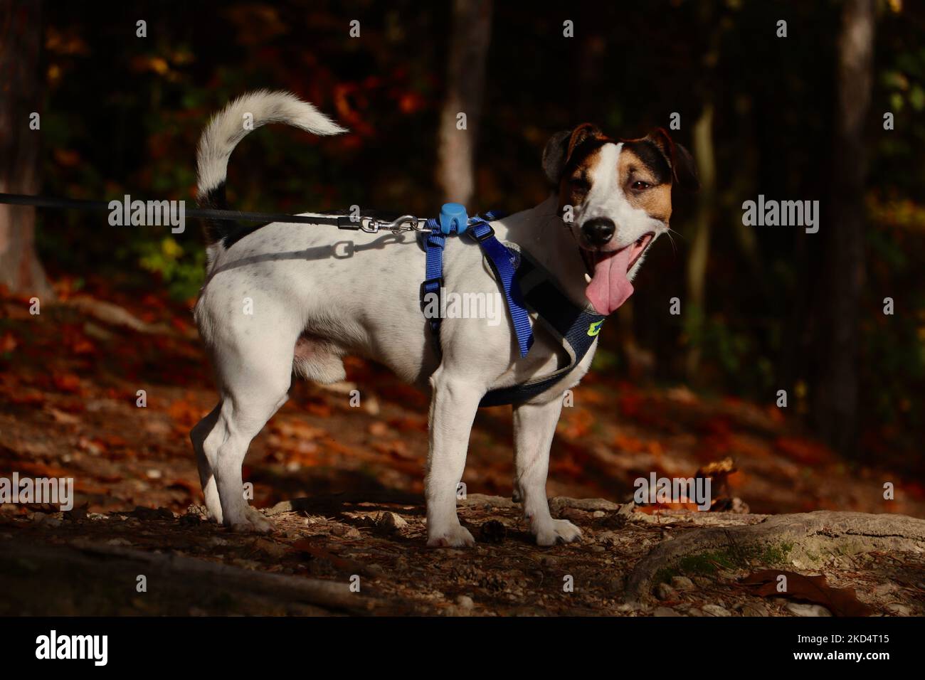 Adorable Jack Russell Terrier having fun outdoors Stock Photo - Alamy