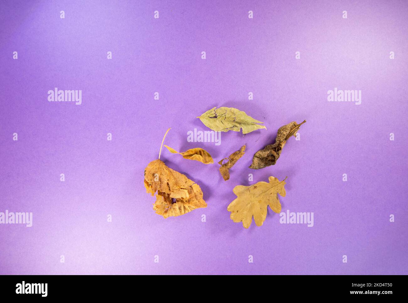 Trees on one side leaves hi-res stock photography and images - Alamy