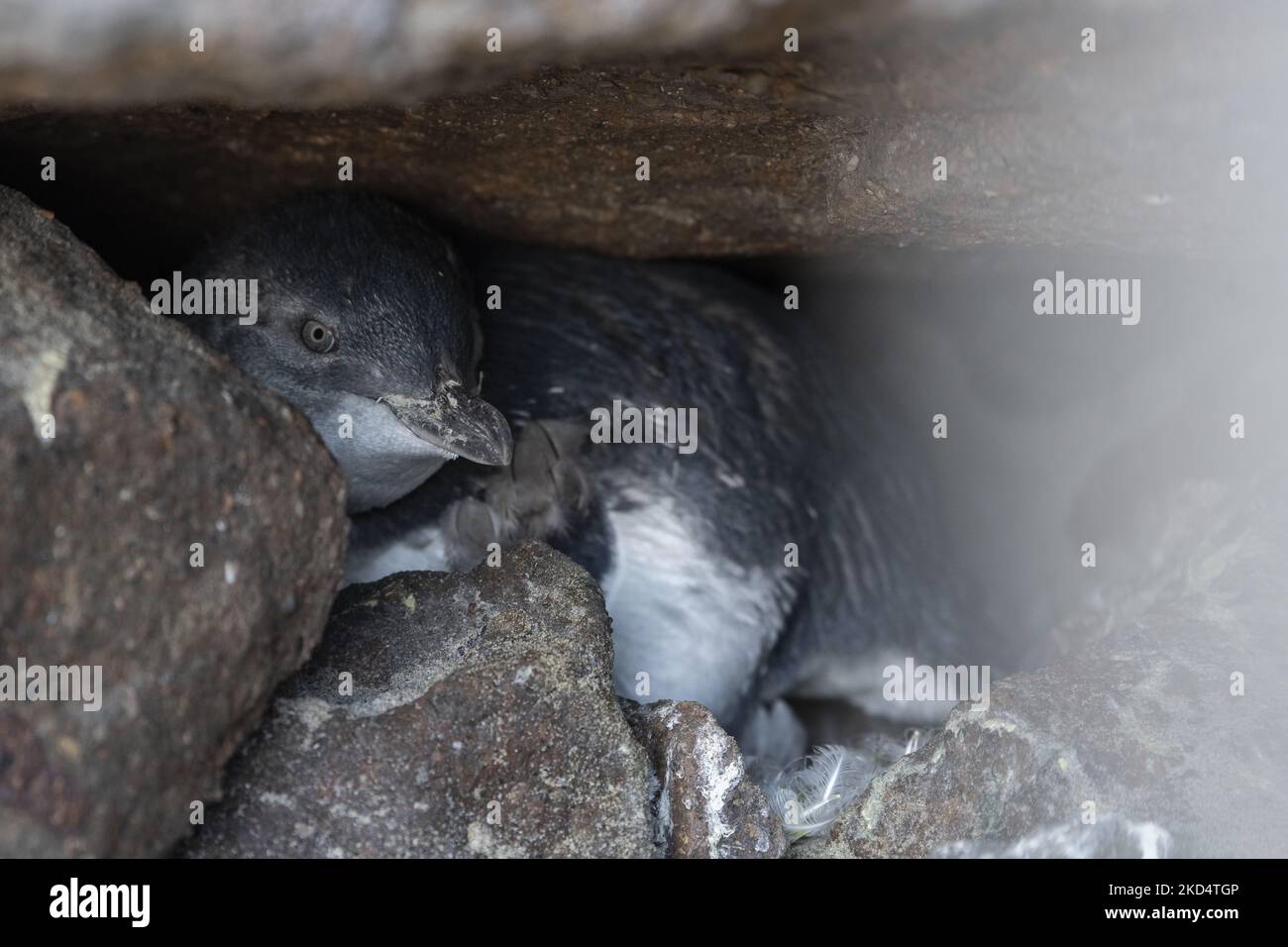 A little blue penguin rests in a nest in Allans Beach in Portobello ...
