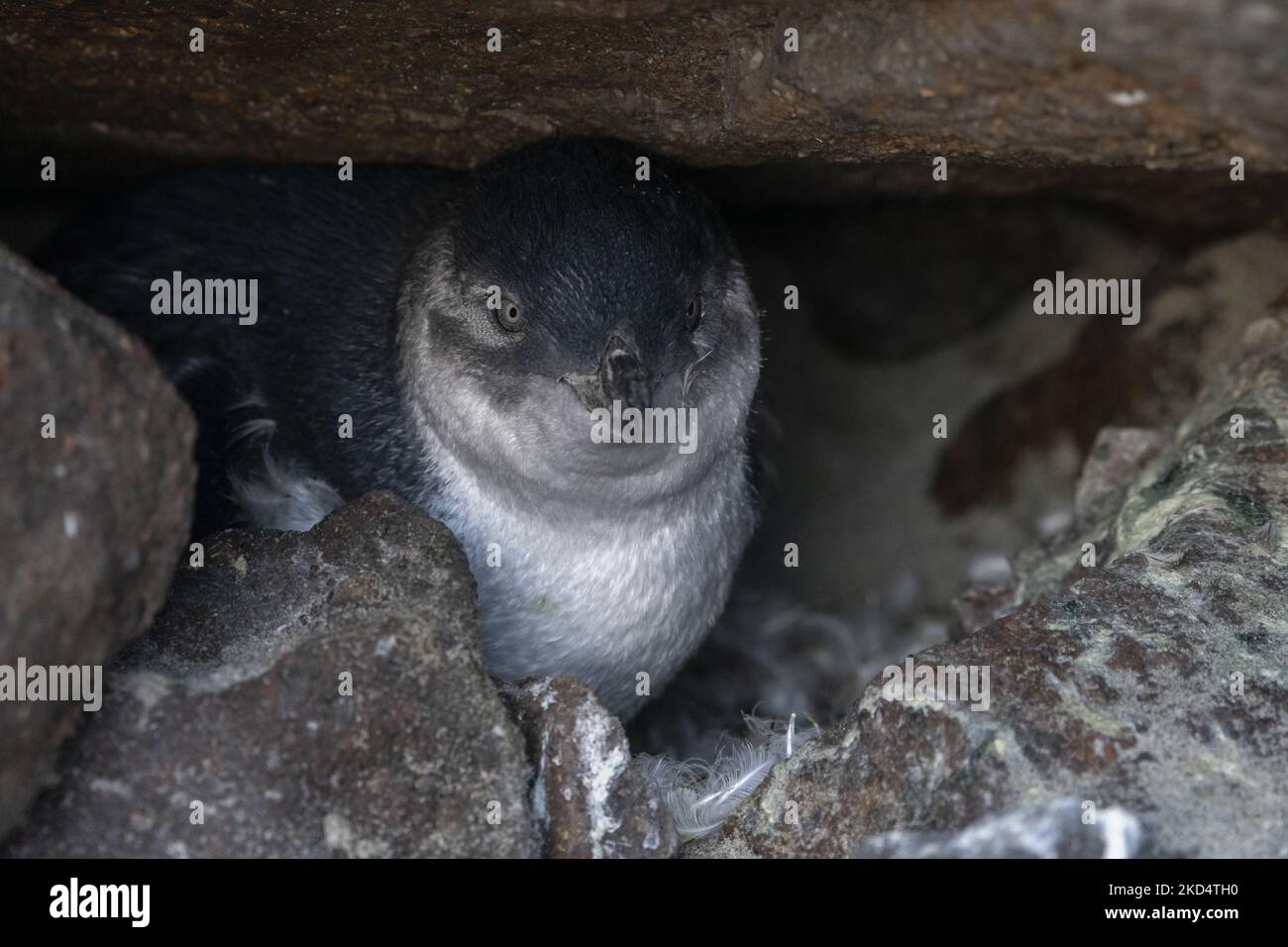 A little blue penguin rests in a nest in Allans Beach in Portobello ...