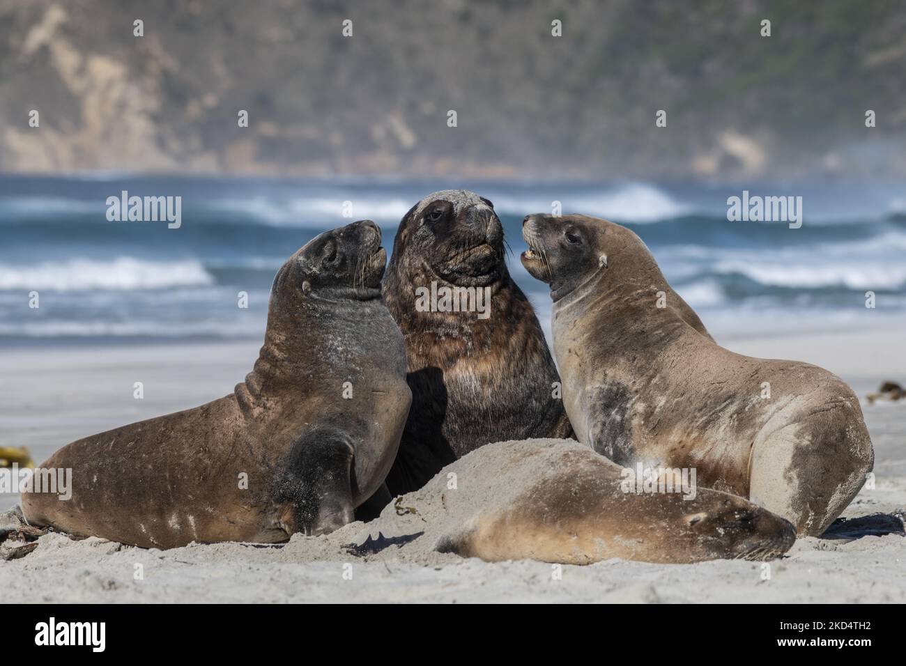 Rarest sea lion species hi-res stock photography and images - Alamy