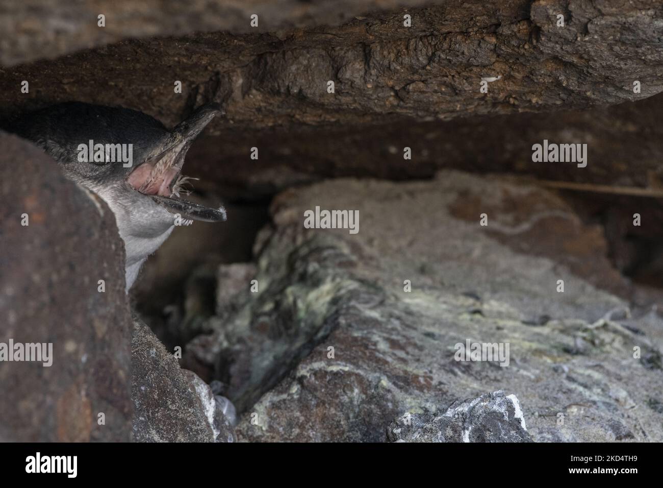 A little blue penguin rests in a nest in Allans Beach in Portobello ...