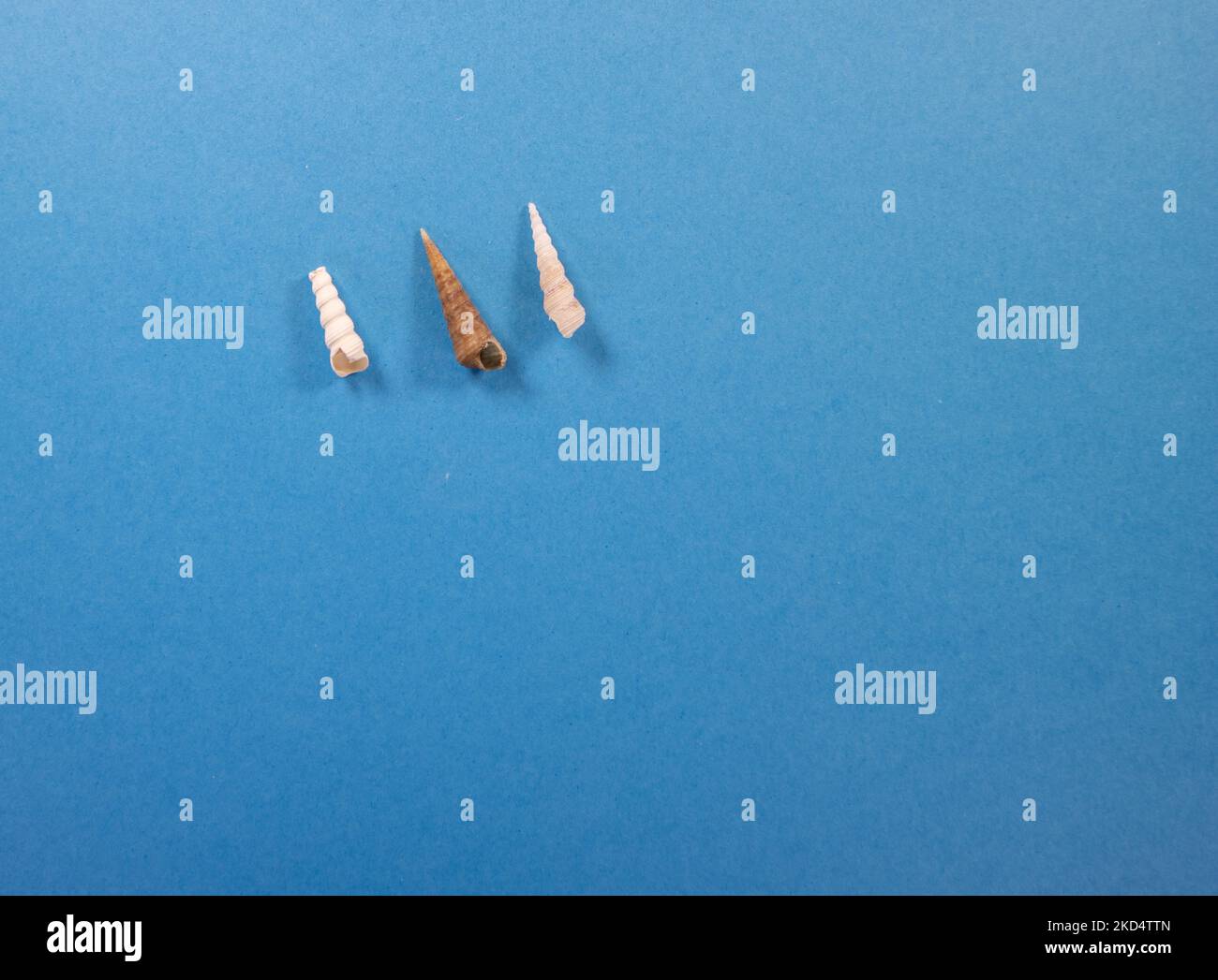 Tropical sea shells hi-res stock photography and images - Alamy