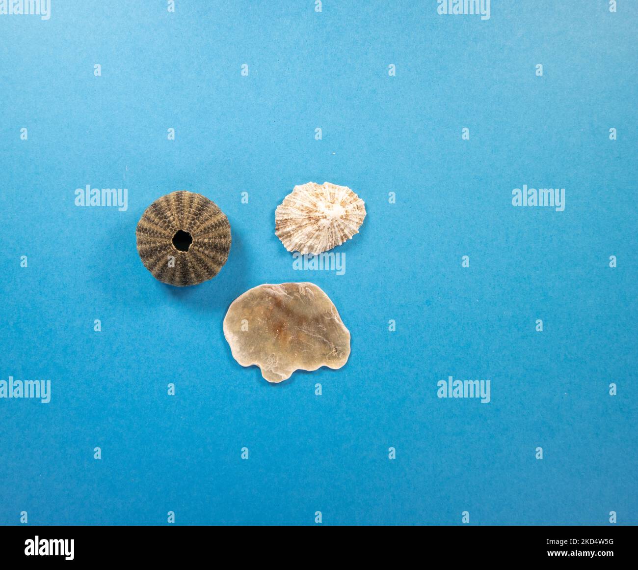 group of three tropical sea shells isolated on a dark blue background ...