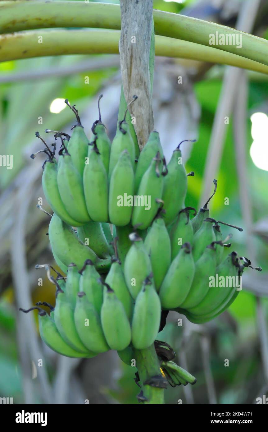 banana ,banana seed or Cultivated banana or banana plant or Musa ...