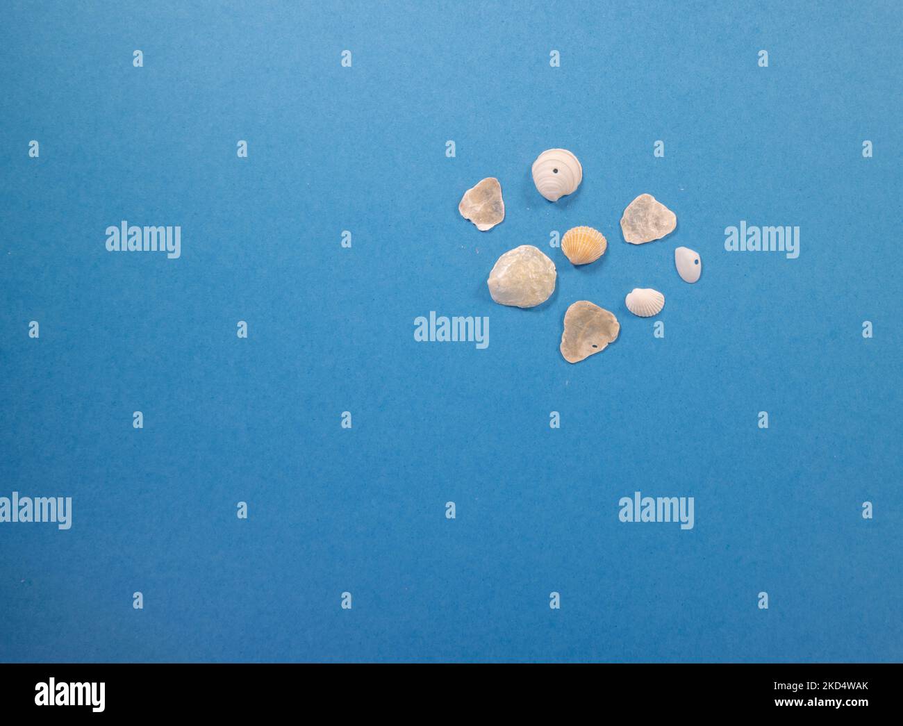 group of tropical sea shells isolated on a dark blue background Stock ...