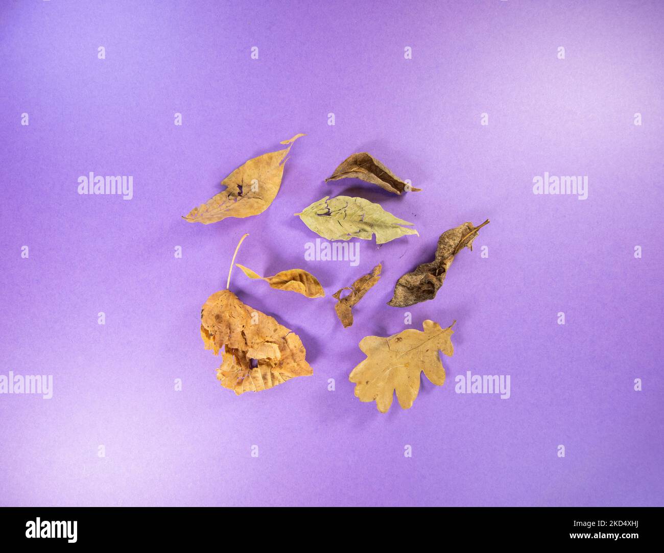 selection of Autumn leaves isolated on a purple background Stock Photo ...