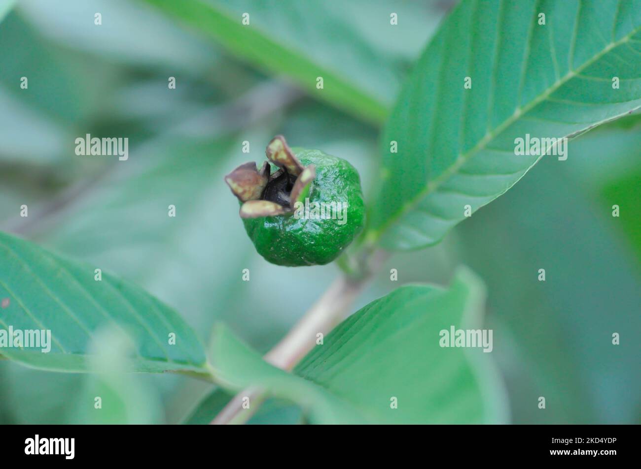 guava tree, MYRTACEAE or Psidium guajava Linn plant or guava seed Stock ...