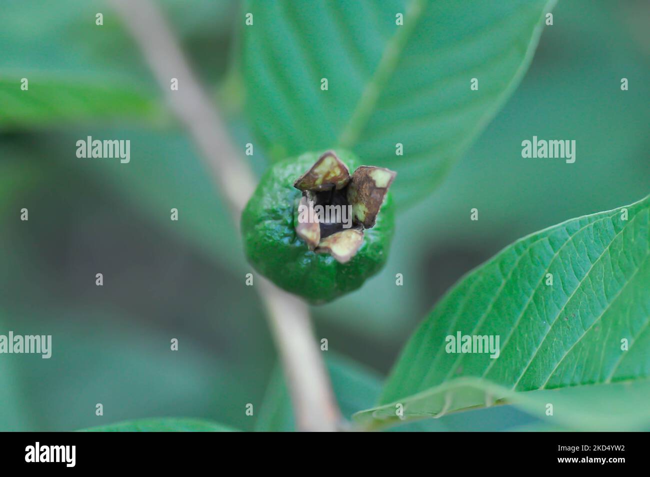 Guava tree indoor hi-res stock photography and images - Alamy