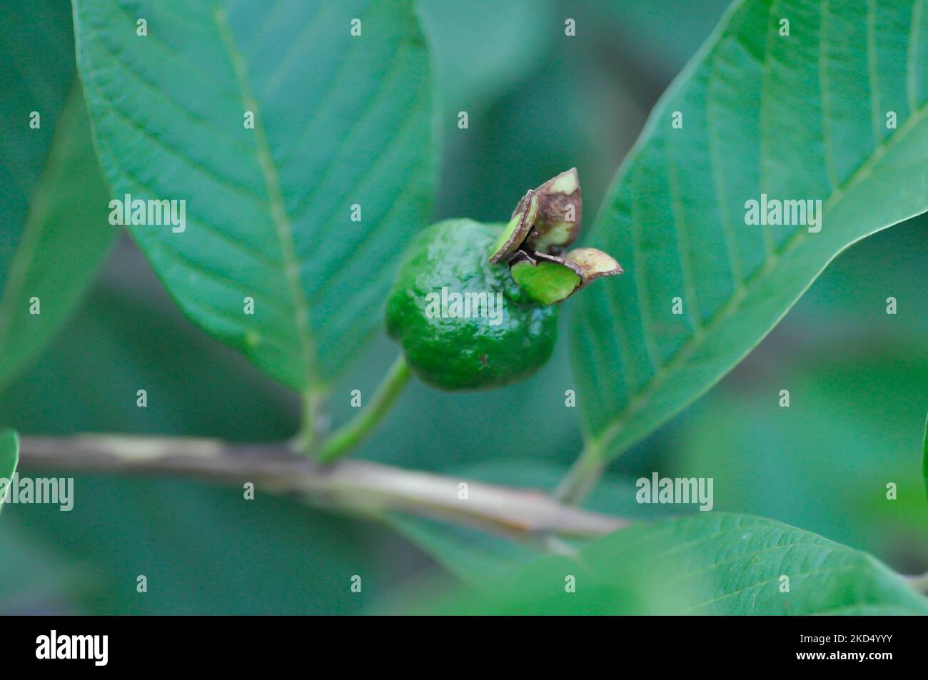 guava tree, MYRTACEAE or Psidium guajava Linn plant or guava seed Stock ...