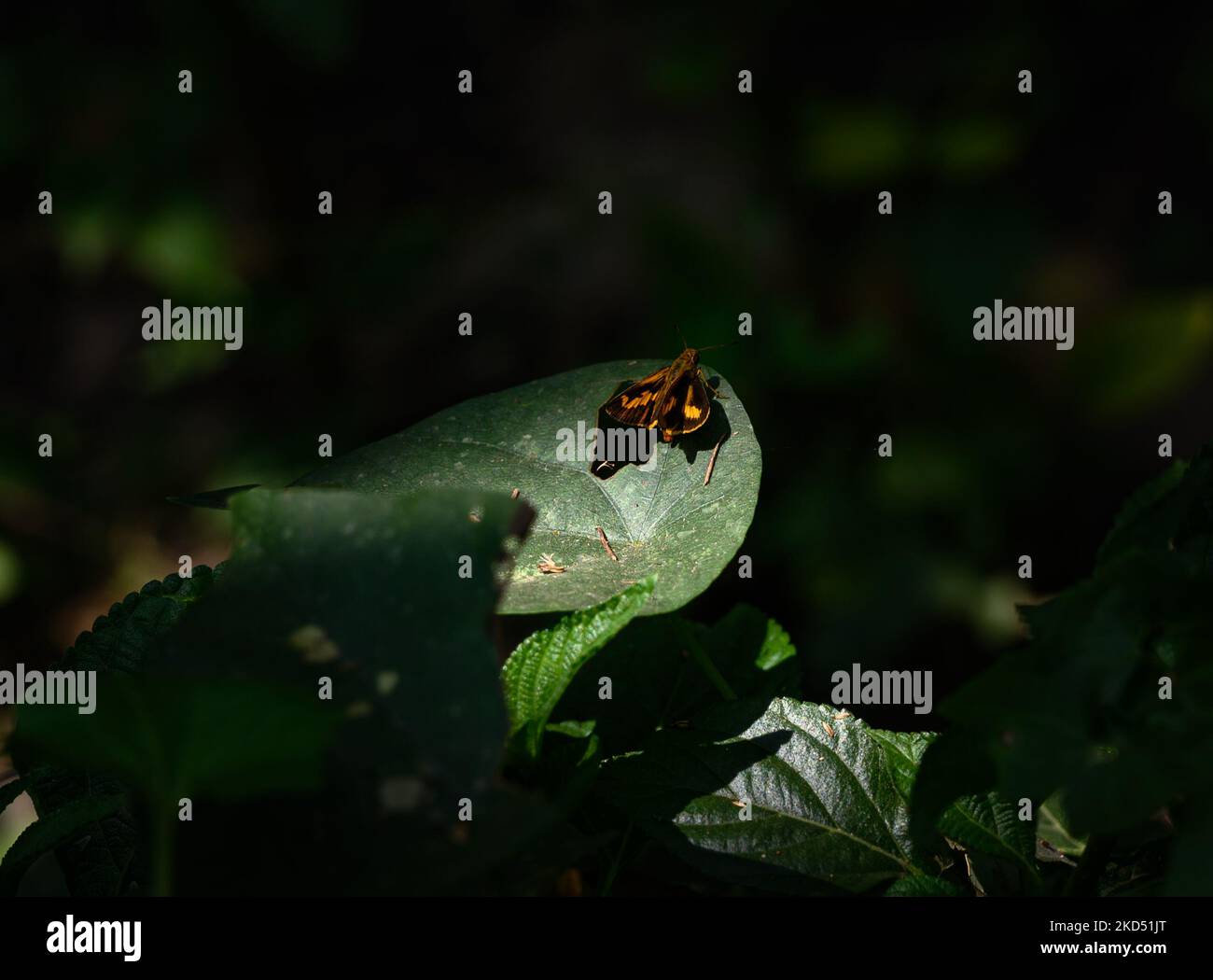 Potanthus spp hi-res stock photography and images - Alamy