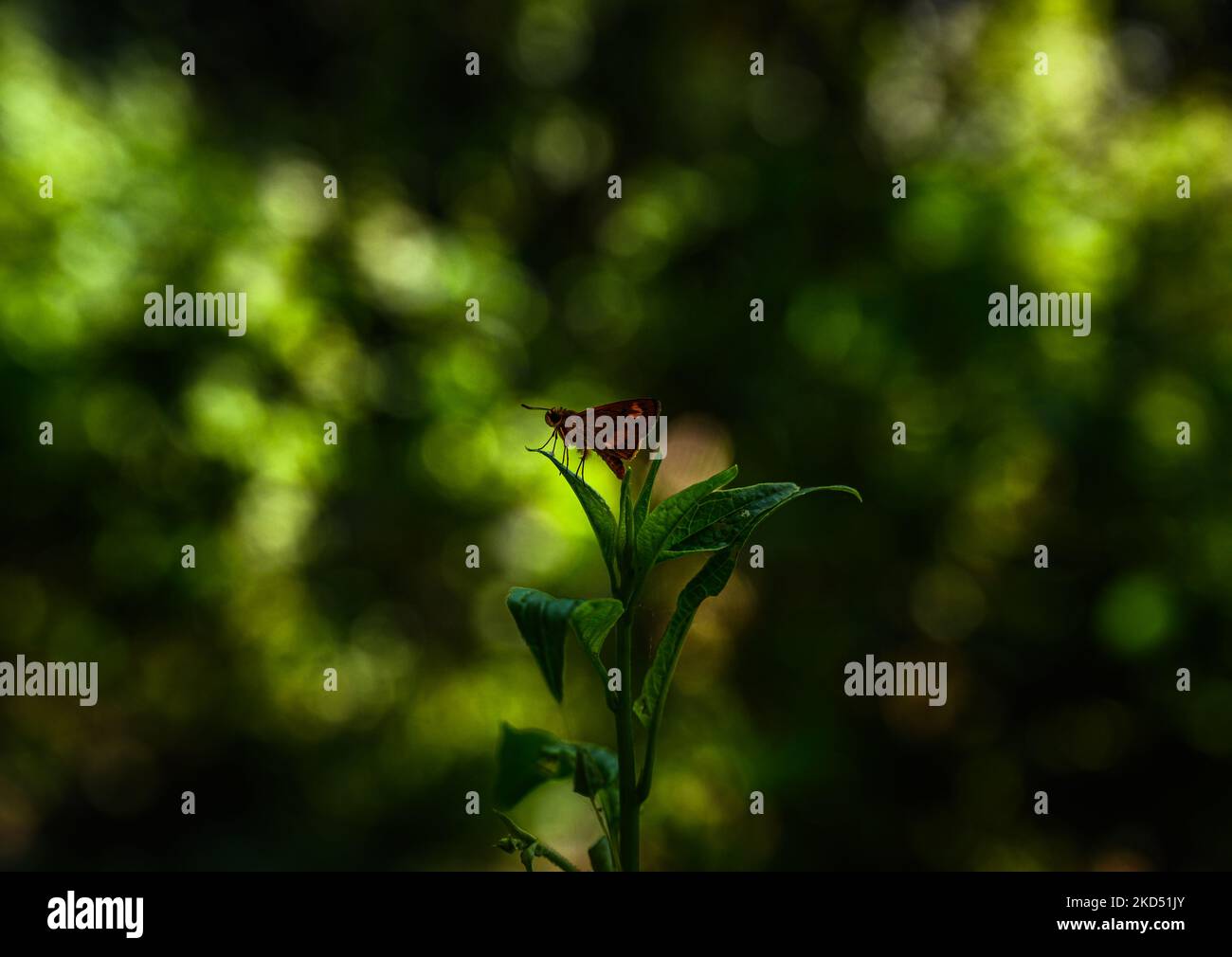 Potanthus spp hi-res stock photography and images - Alamy