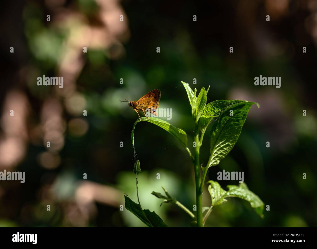Dart (Potanthus spp.) butterflies are sun-loving diurnal flyers. They ...