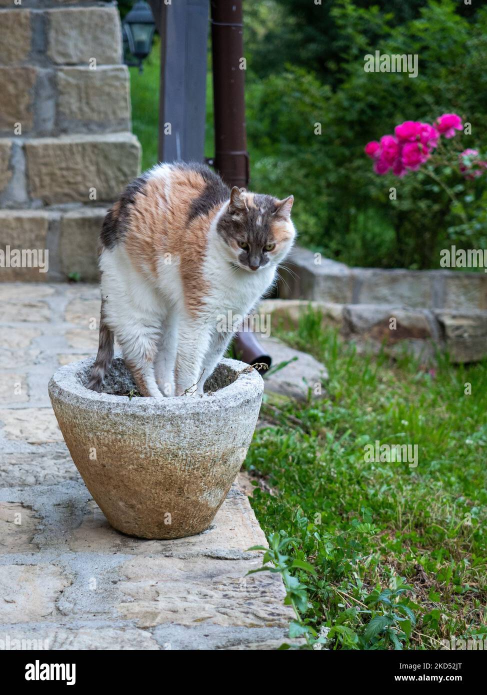 Calico plants hi-res stock photography and images - Alamy