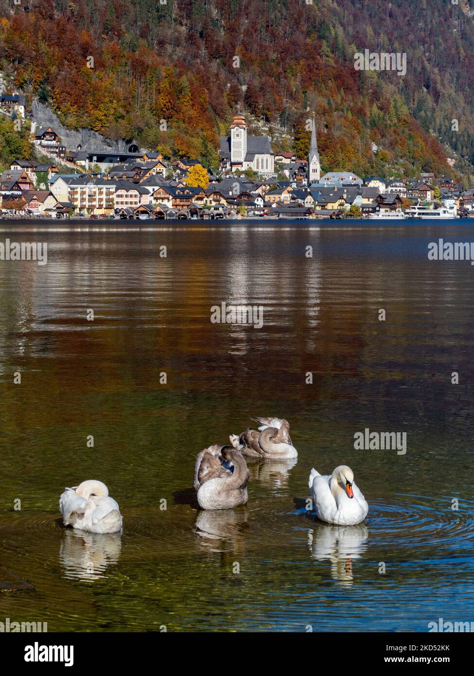 A vertical shot of swans resting in the shallow water of Lake Hallstatt ...