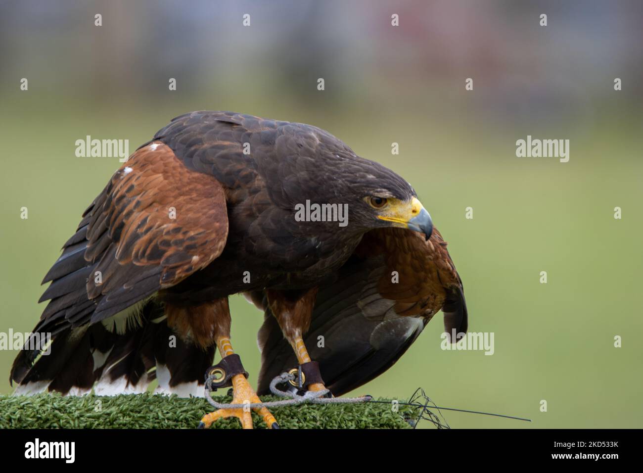 EXETER, DEVON, UK - JULY 1, 2022 bird of prey demonstration Stock Photo ...