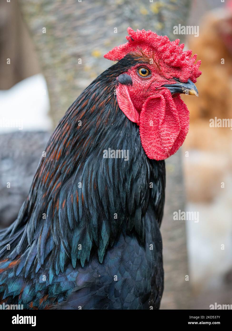 A closeup portrait of a rooster in the farm with blur background Stock ...