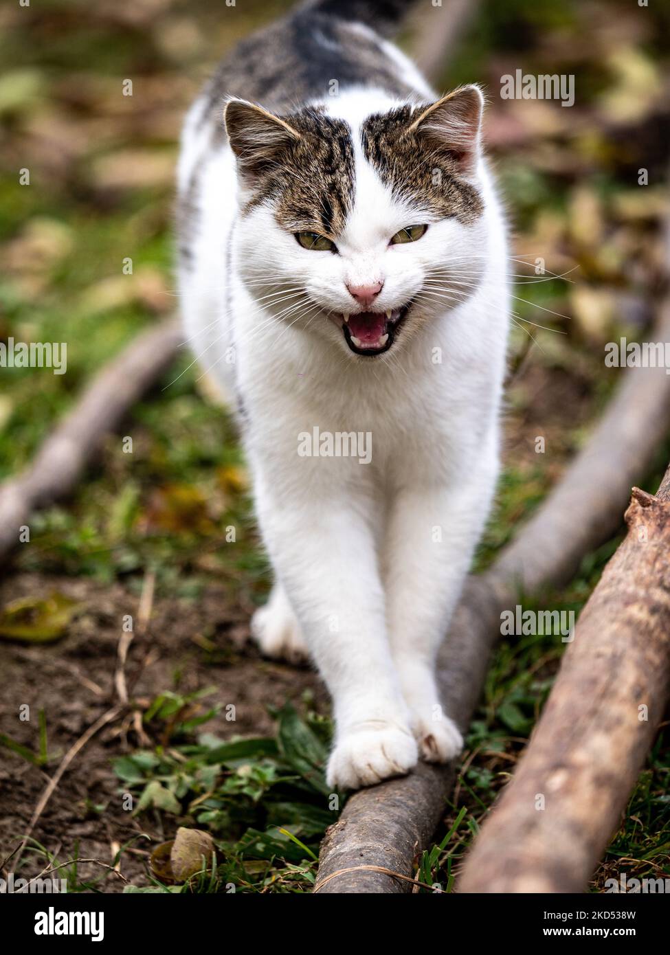 A vertical shot of a furious bi-colored stray cat standing in the park ...