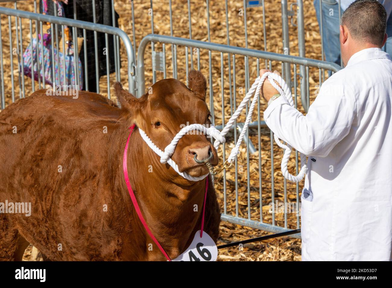 EXETER, DEVON, UK - JULY 1, 2022 cattle with a white halter standing in ...