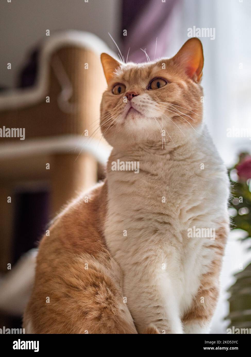 A vertical shot of the cute ginger British Shorthair cat sitting and ...