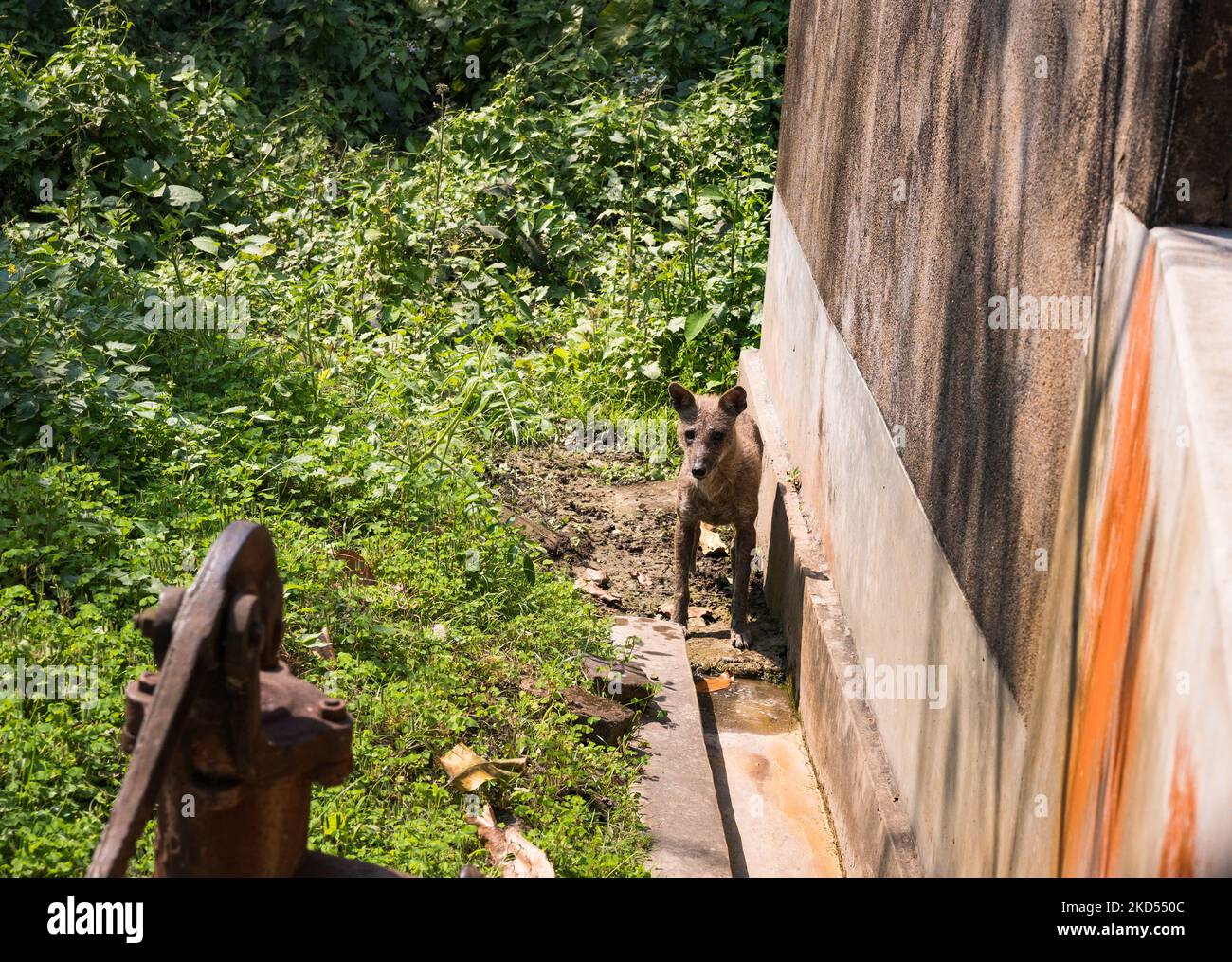 A thirsty old sick wild Golden jackal (Canis aureus) is coming to the ...