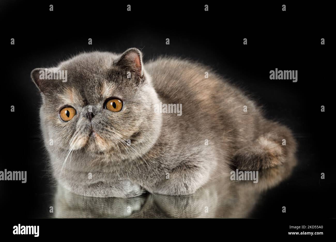 A beautiful exotic shorthair cat plays on a dark studio background with ...