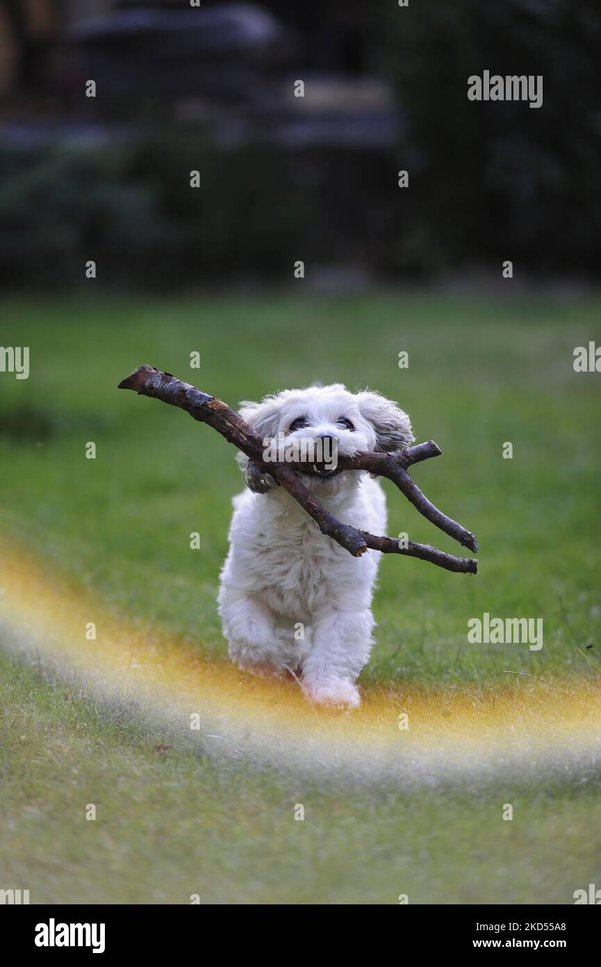 A small dog running towards the camera riding a lensflare Stock Photo ...
