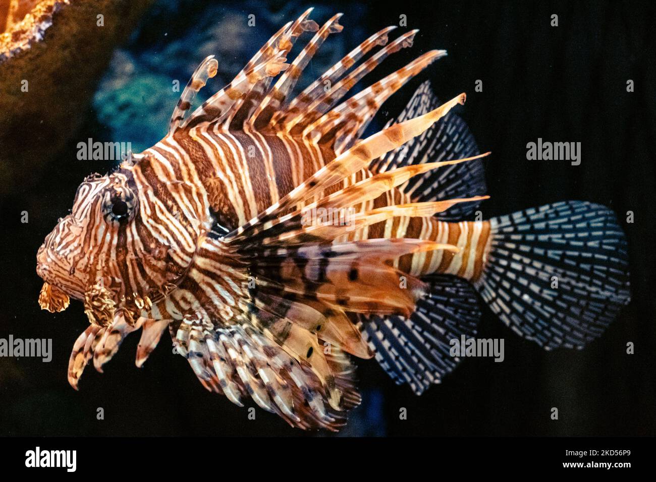 A closeup of a beautiful lionfish swimming in an ocean coral reef Stock ...
