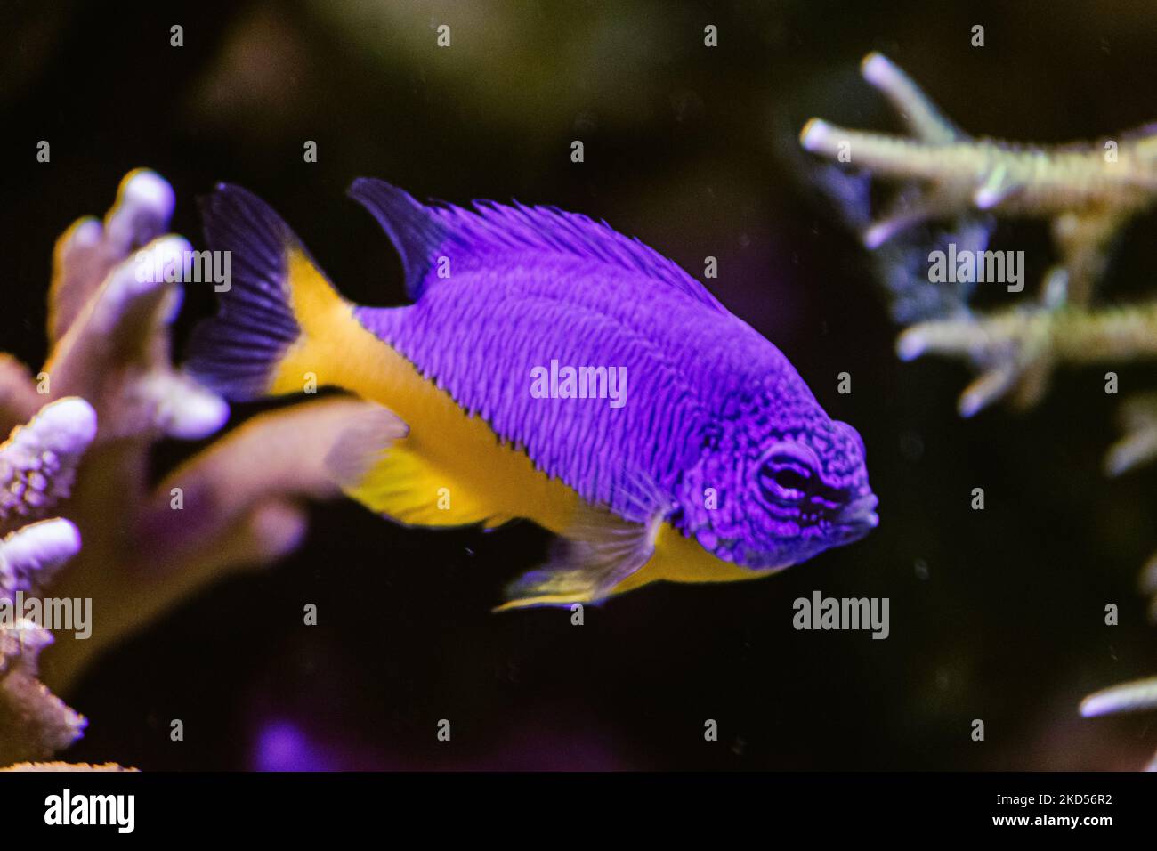 Purple And Yellow Fish