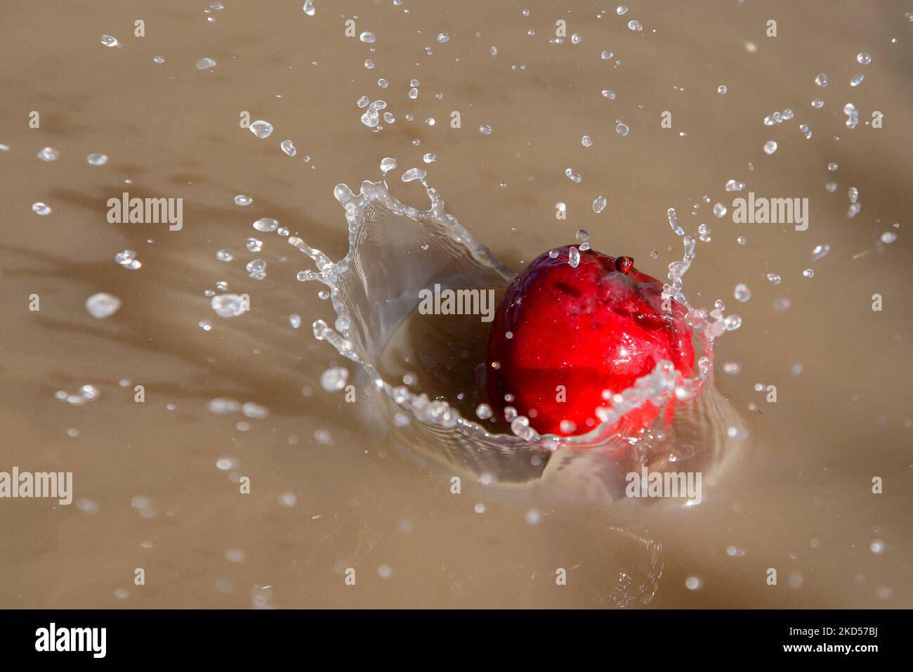 A bright red organic apple falls into a puddle of rain under the apple ...
