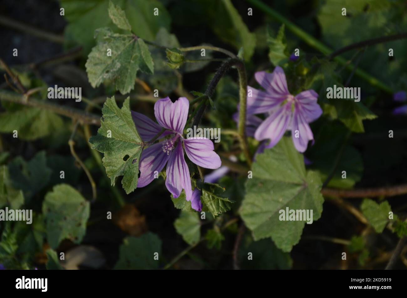 Purple autumn flowers, wildflowers, plants Stock Photo - Alamy