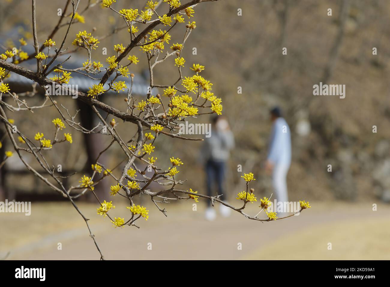 Uiseong korea hi-res stock photography and images - Alamy