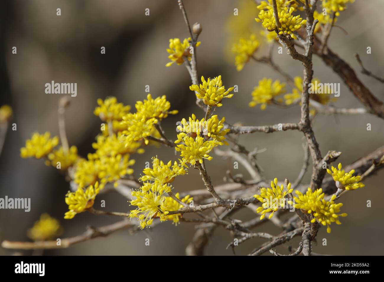 March 16, 2022-Sungjoo, South Korea-Corni flower blooming seen at Corni ...
