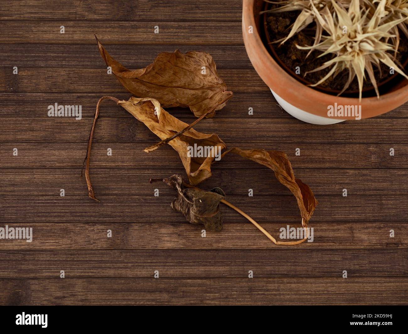 A top view of dead leaves and a dried plant in a pot on a wooden table ...