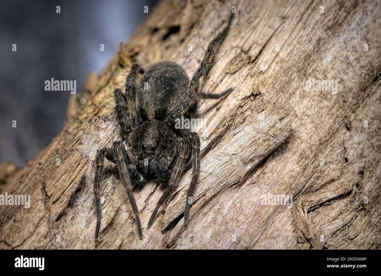 Closeup wolf spider species hi-res stock photography and images - Alamy