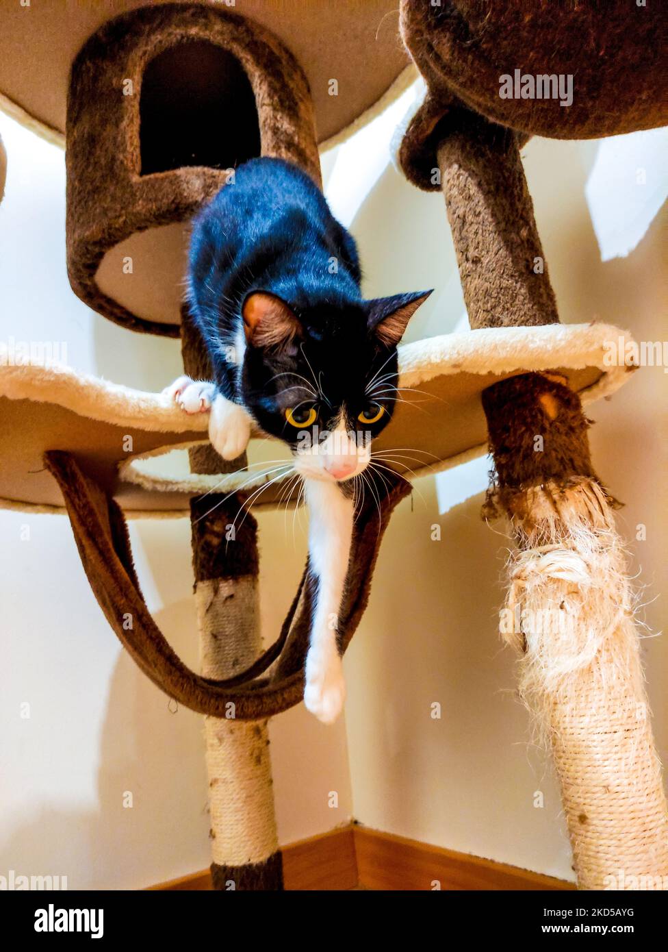 Cat playing in a cat park. Black and white cat in a house. Close-up ...