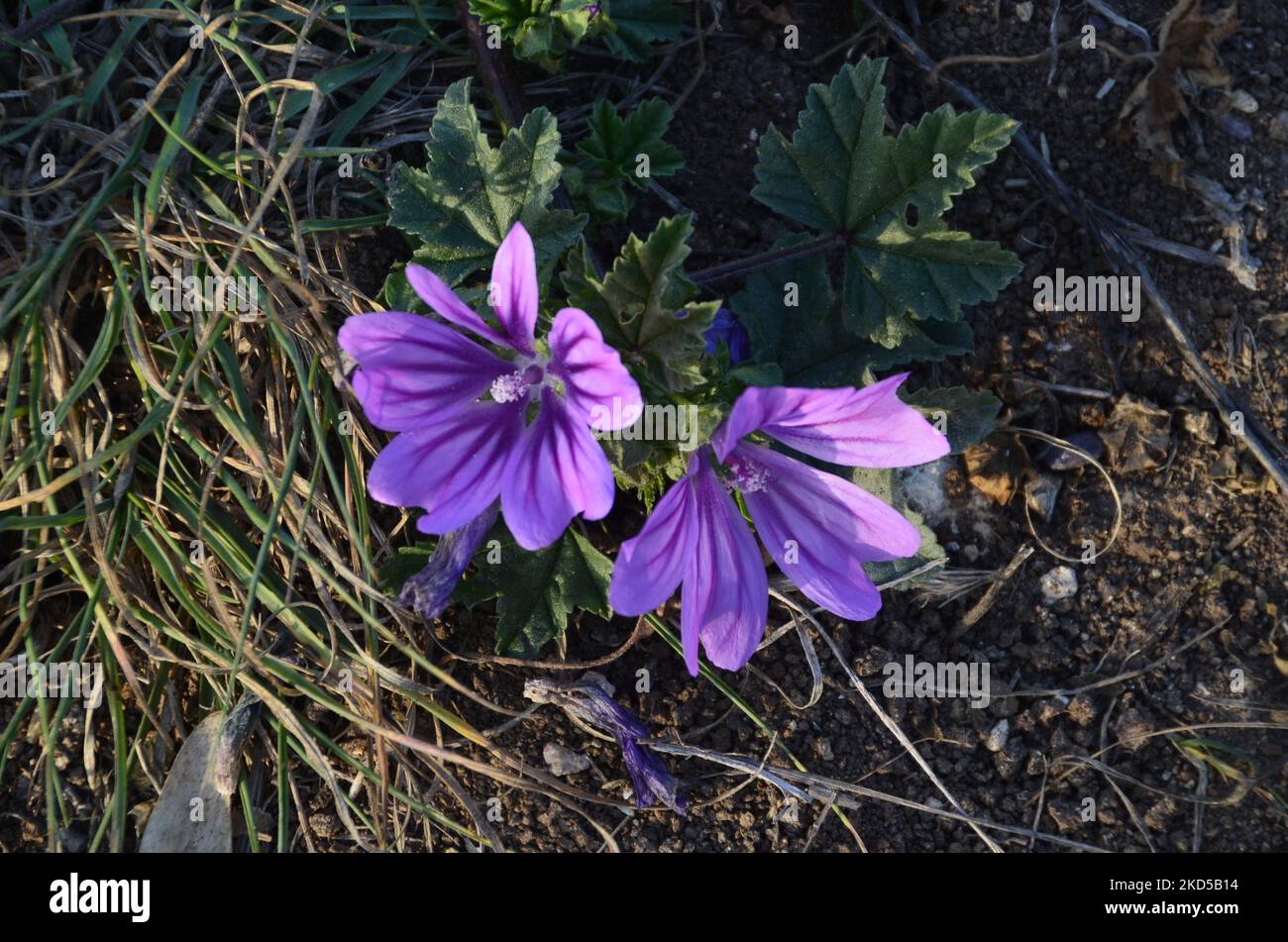 Purple autumn flowers, wildflowers, plants Stock Photo - Alamy