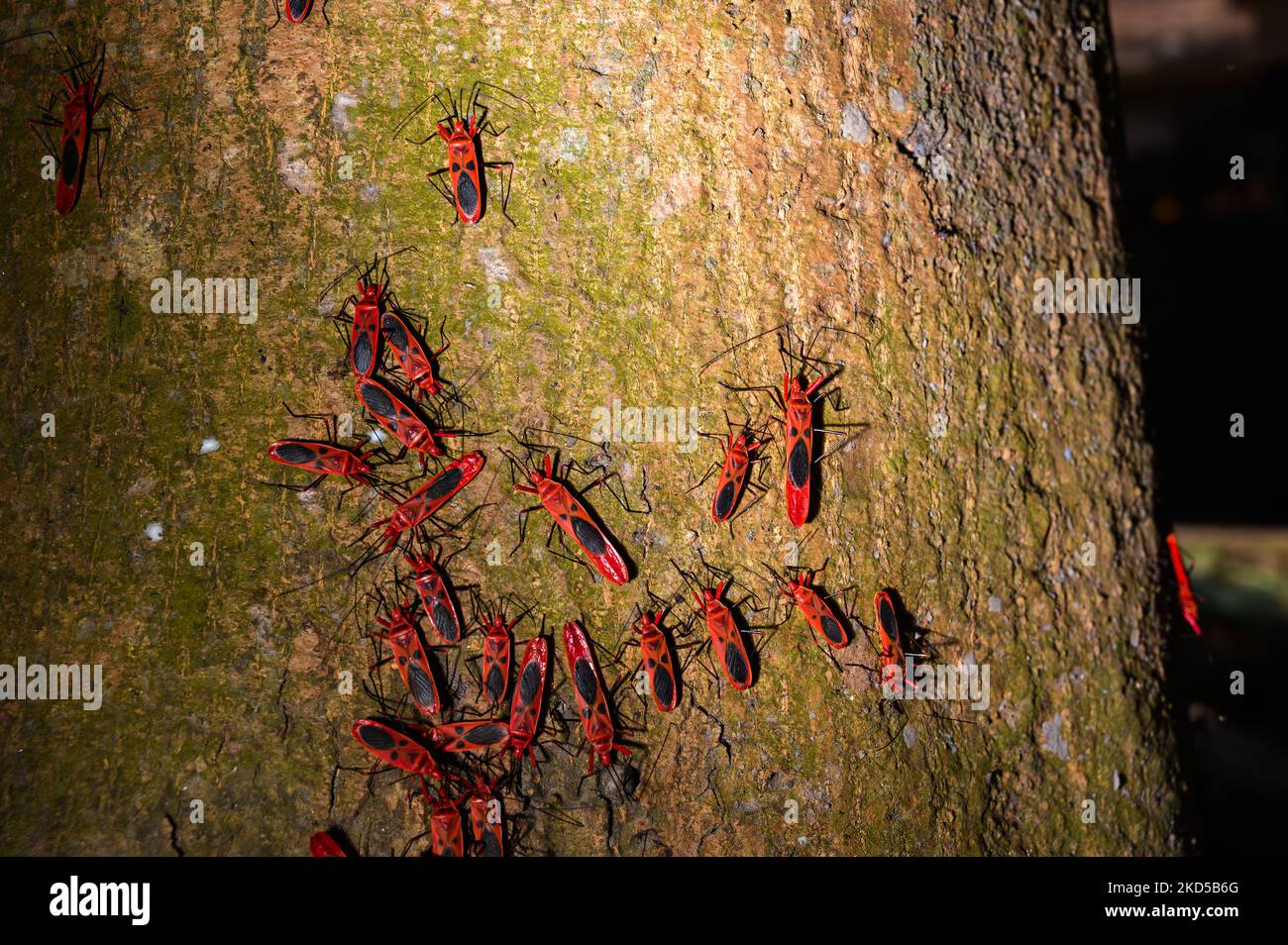 Macrocheraia hi-res stock photography and images - Alamy