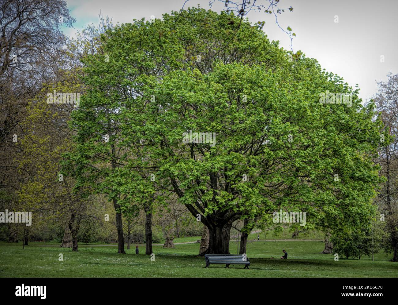 Peaceful view of green leafy trees in scenic park Stock Photo - Alamy