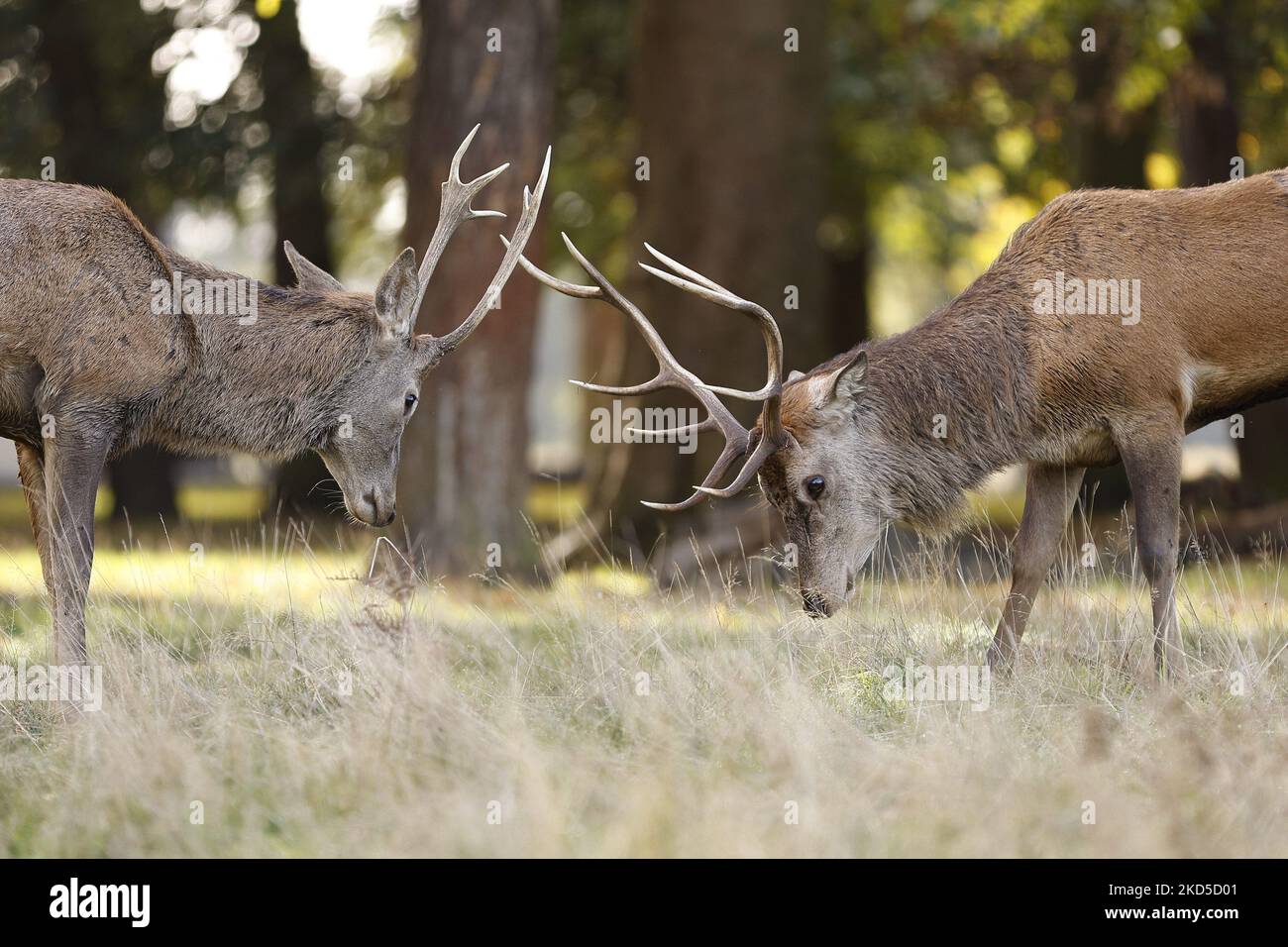 A closeup of Barbary stags (Cervus elaphus barbarus) fighting with each ...