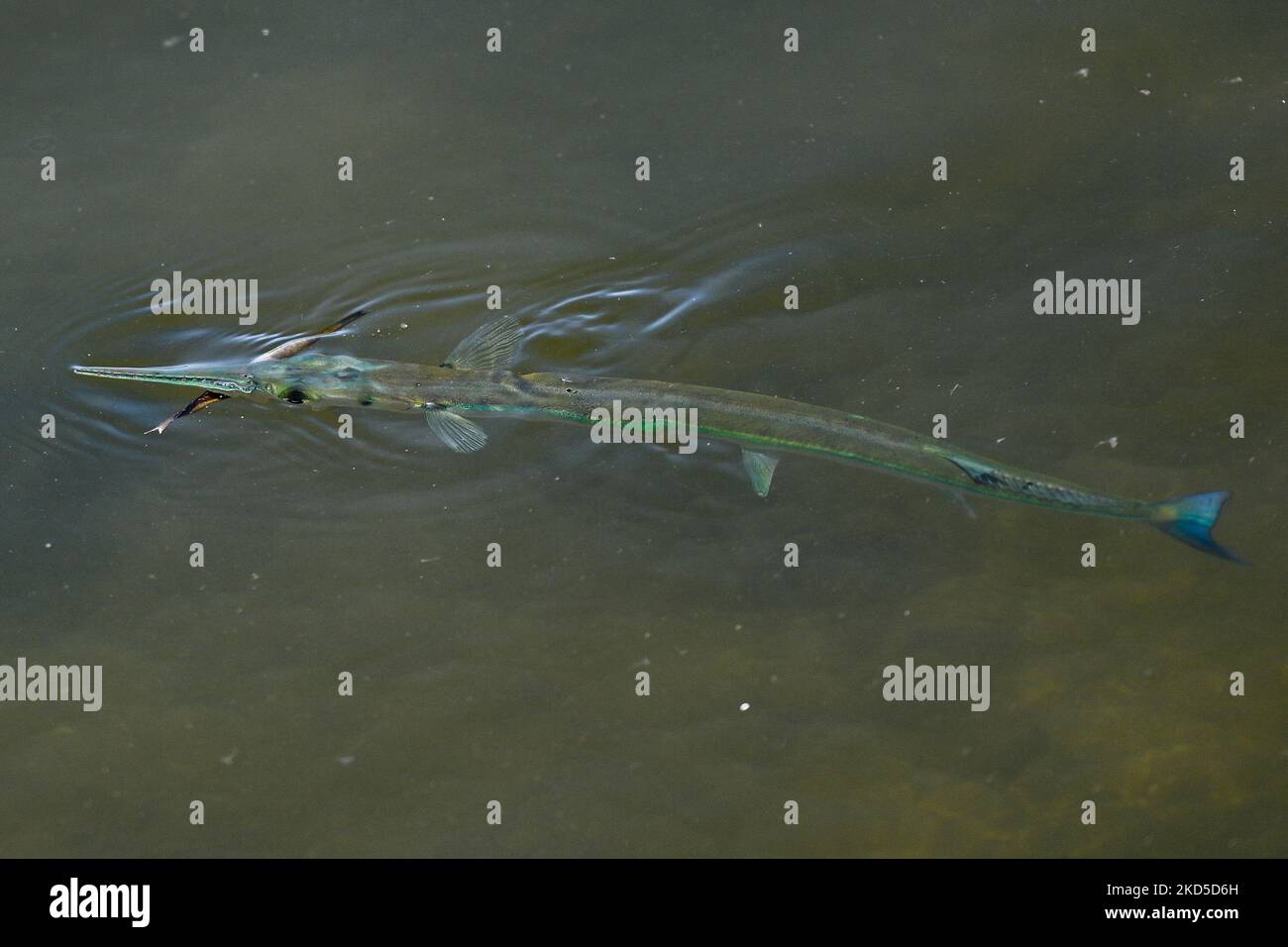 A hunting needlefish seen along Campeche Bay in San Francisco de ...