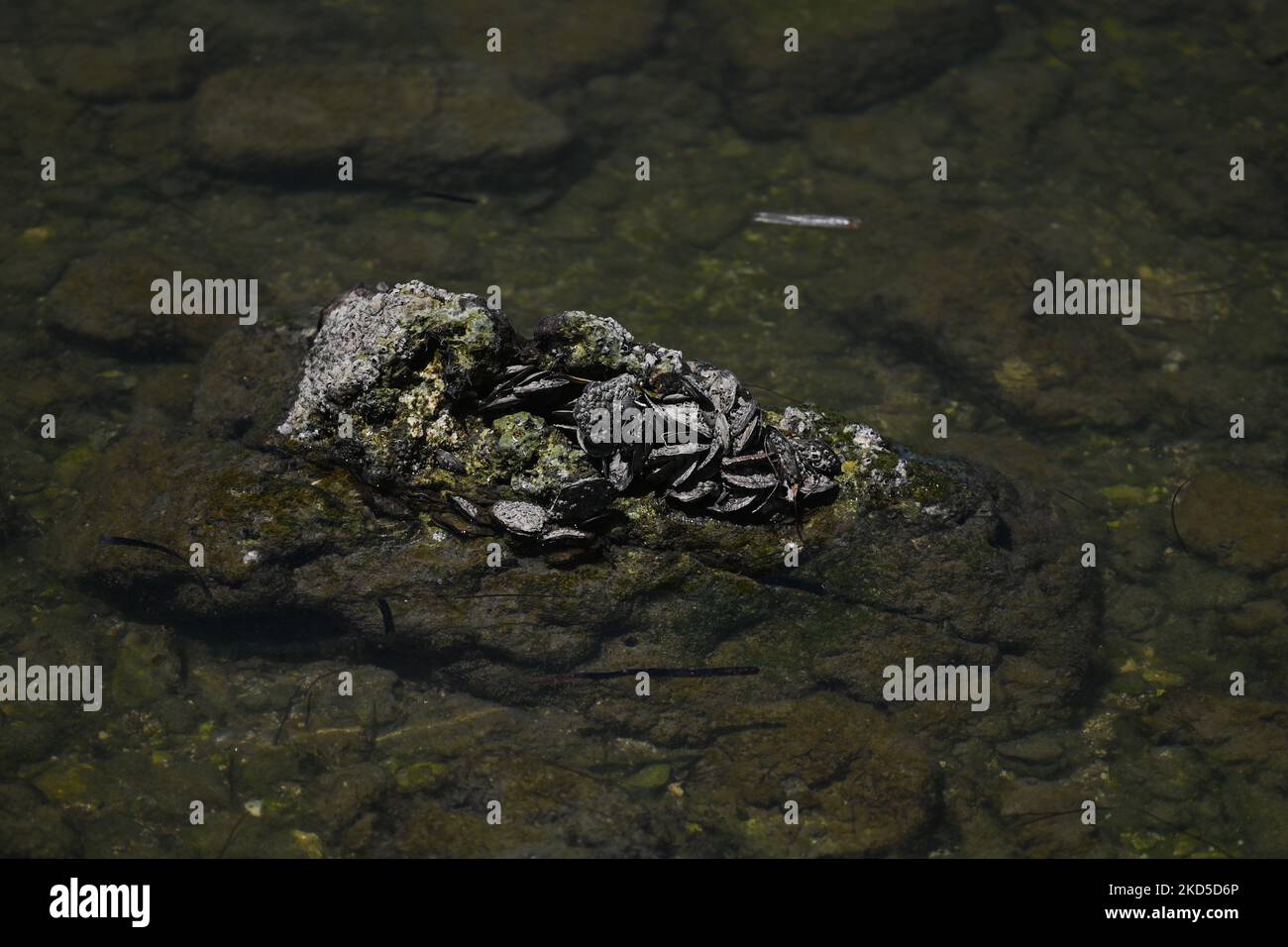 Native shellfish seen in the nearshore ecosystem of Campeche Bay. On ...