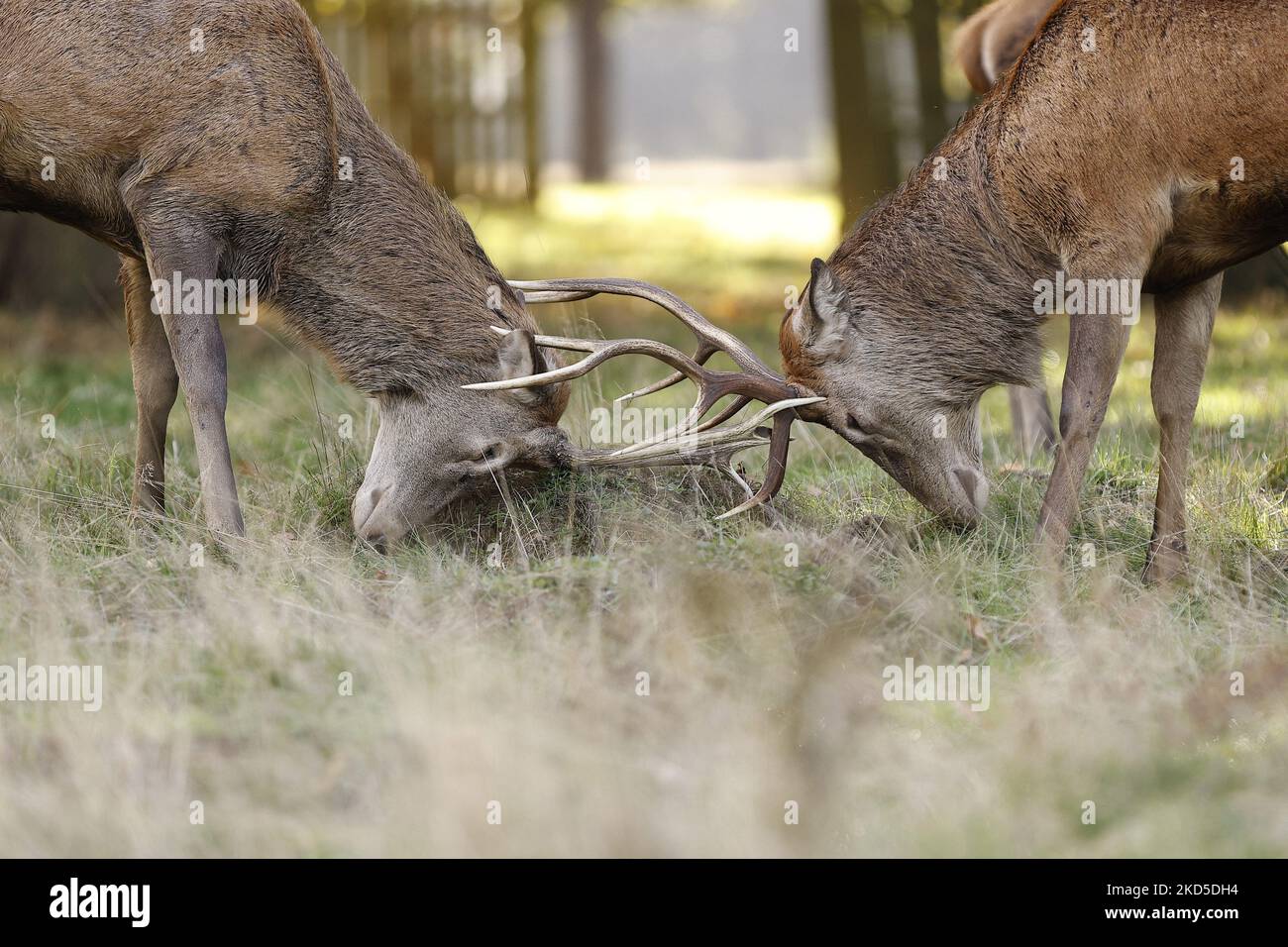 Stags ears hi-res stock photography and images - Alamy